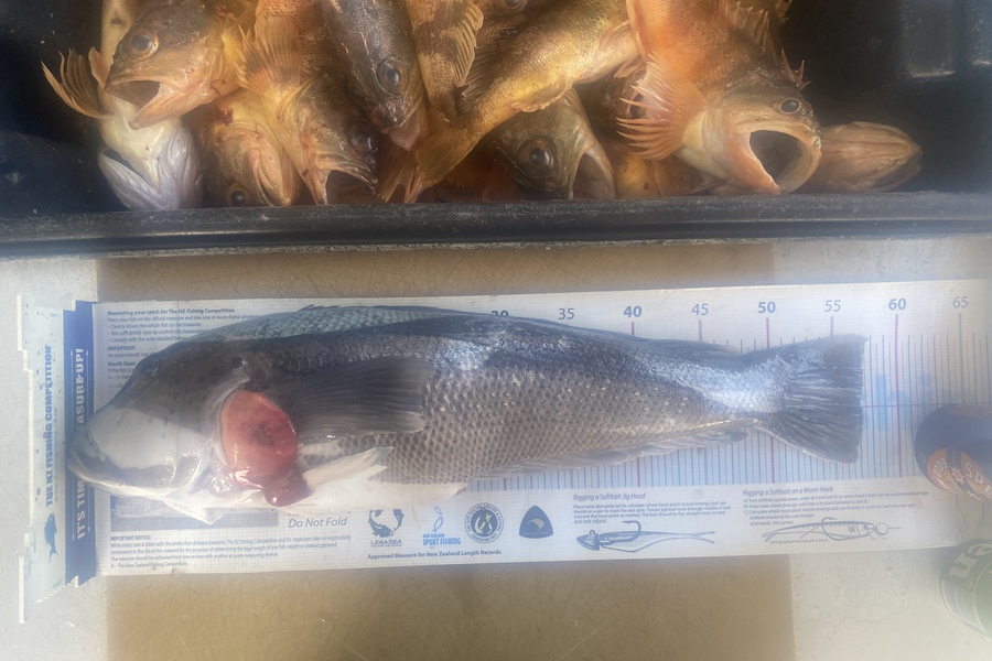 Ryan Mitchell's 57.0cm Blue Cod featuring on the The Export NZ Fishing ...