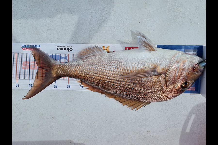 karl boielle's 61.5cm Snapper featuring on the The Export NZ Fishing ...
