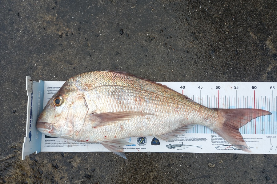 Bruce Hooper's 55.0cm Snapper featuring on the The Export NZ Fishing ...