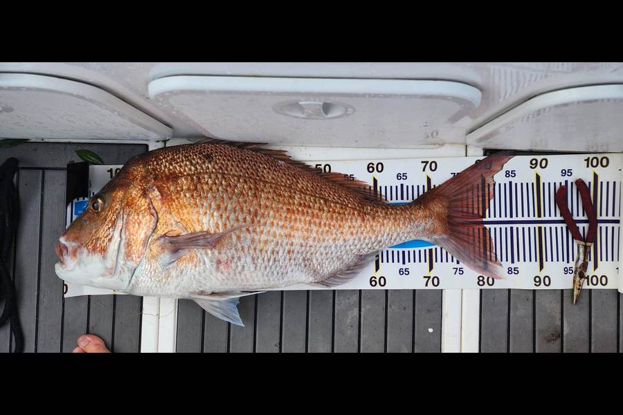 Verdon Kelliher's 80.0cm Snapper featuring on the The Export NZ Fishing ...