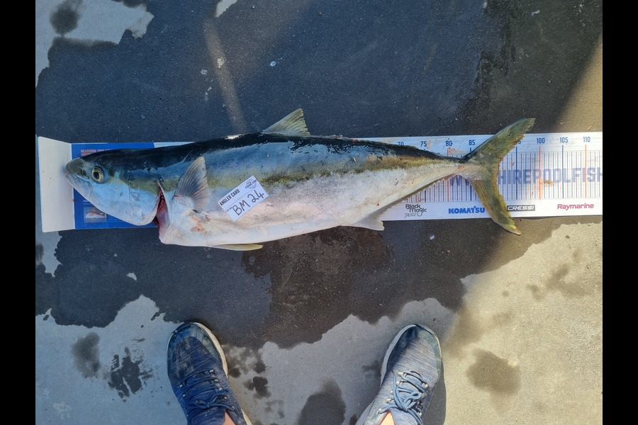 Karl Ewing's 89.0cm Kingfish featuring on the The Export NZ Fishing ...