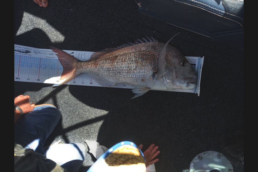 Bruce Hooper's 77.0cm Snapper featuring on the The Export NZ Fishing ...