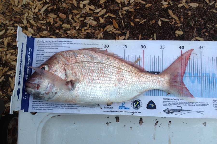 Hayden Porter's 40.0cm Snapper featuring on the The Export NZ Fishing ...