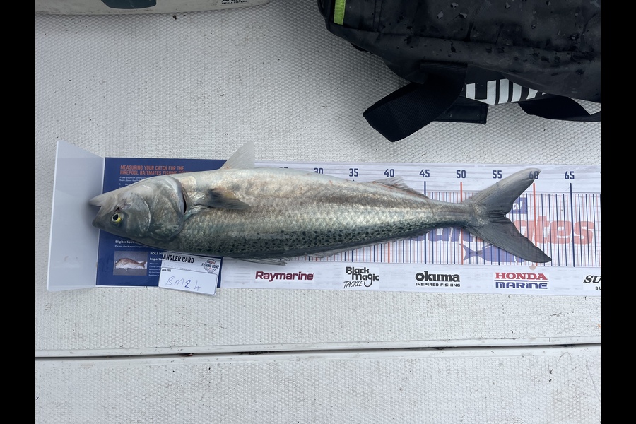 Sam Neal's 55.0cm Kahawai featuring on the The Export NZ Fishing ...